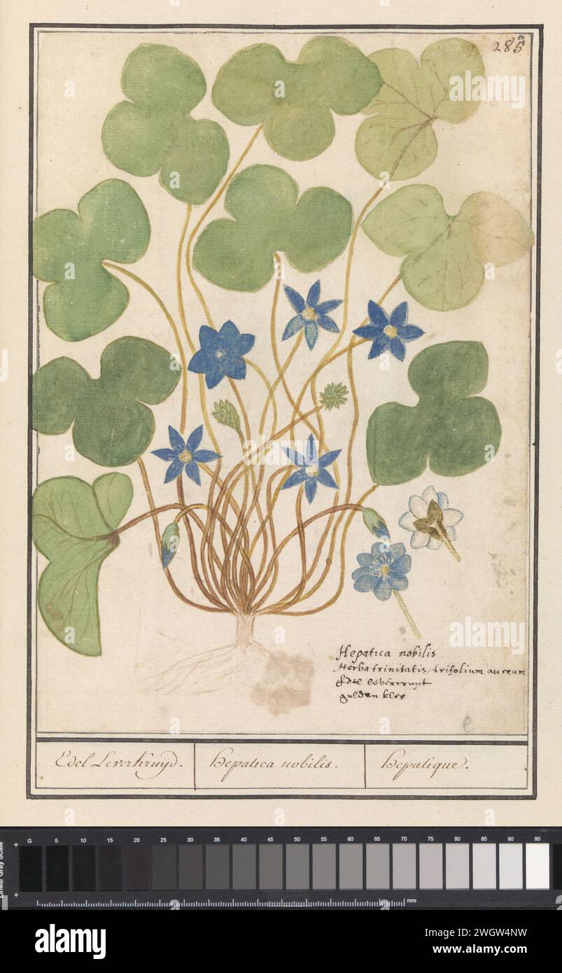 Liver flower (Anemone Hepatica, old name: Hepatica Nobilis), Anselmus ...