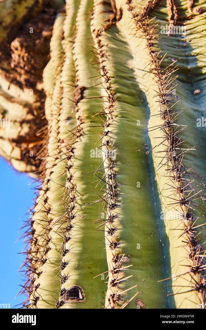 Saguaro texture hi-res stock photography and images - Alamy