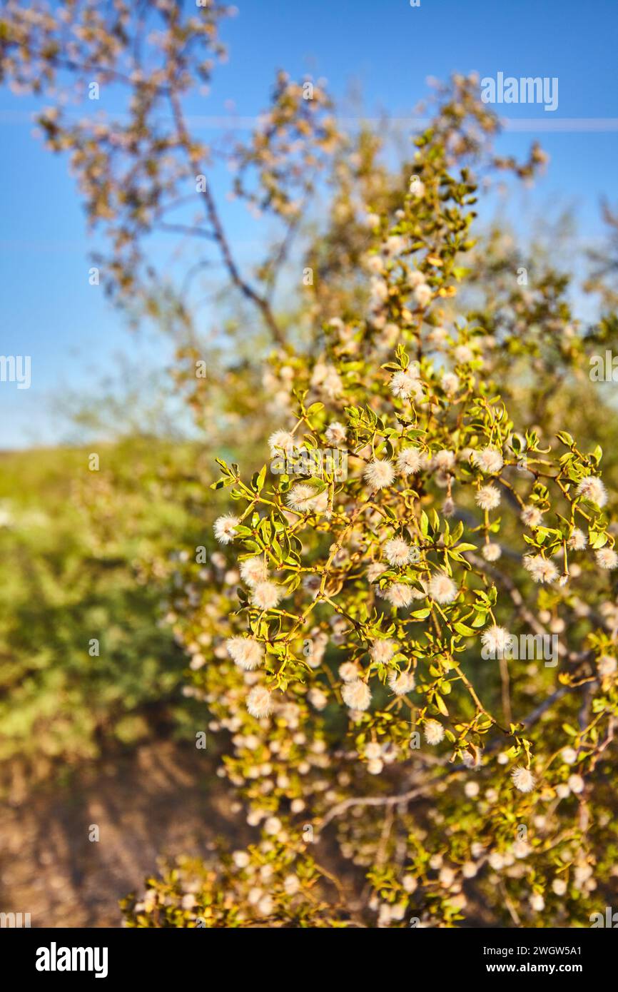 Golden Hour Blossoms: White Flowering Shrub Close-Up Stock Photo - Alamy