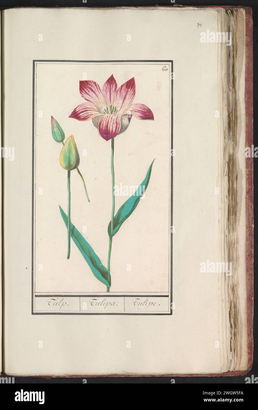 Tulip flowers 1600 hi-res stock photography and images - Alamy