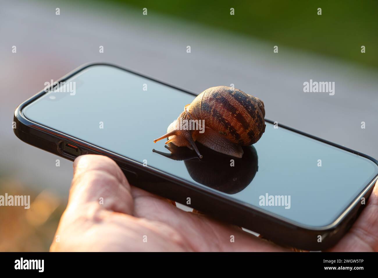Concept slow smartphone snail snail hi-res stock photography and images ...