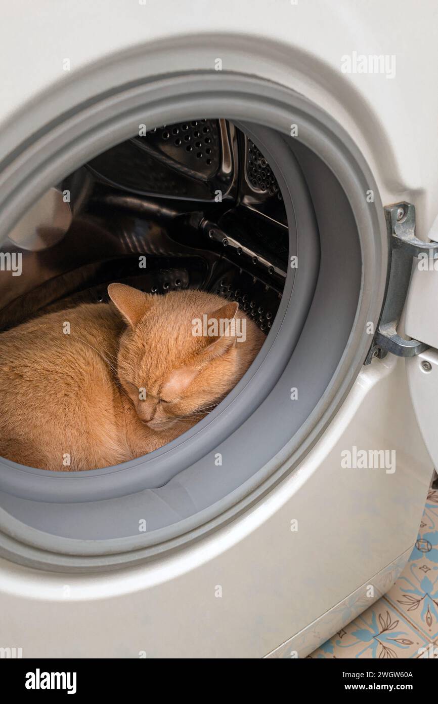 red cat sleeps in the drum of a washing machine. the cat got into the ...