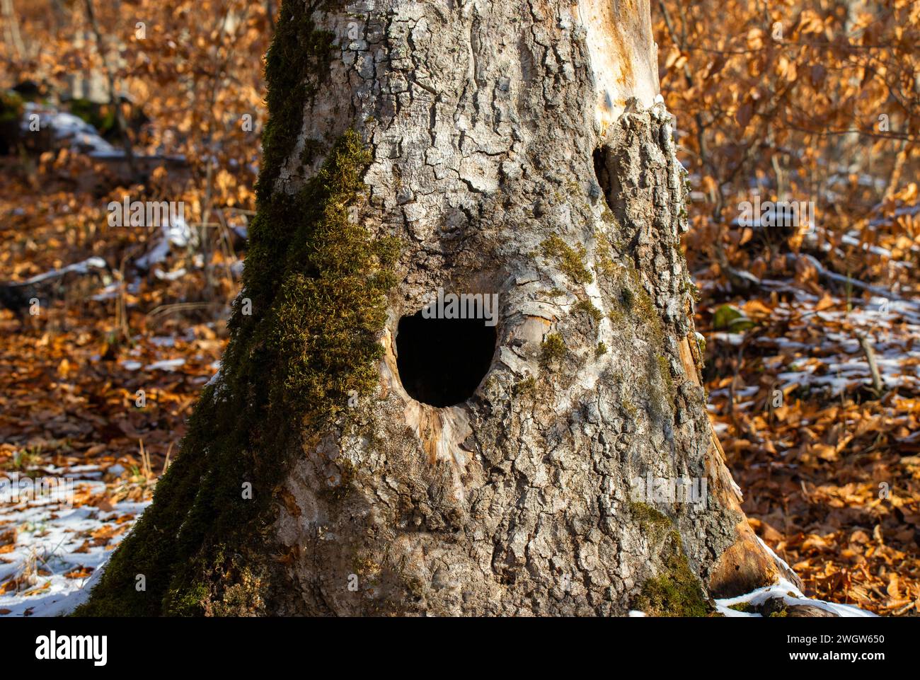 Rough tree trunk hollow hi-res stock photography and images - Alamy