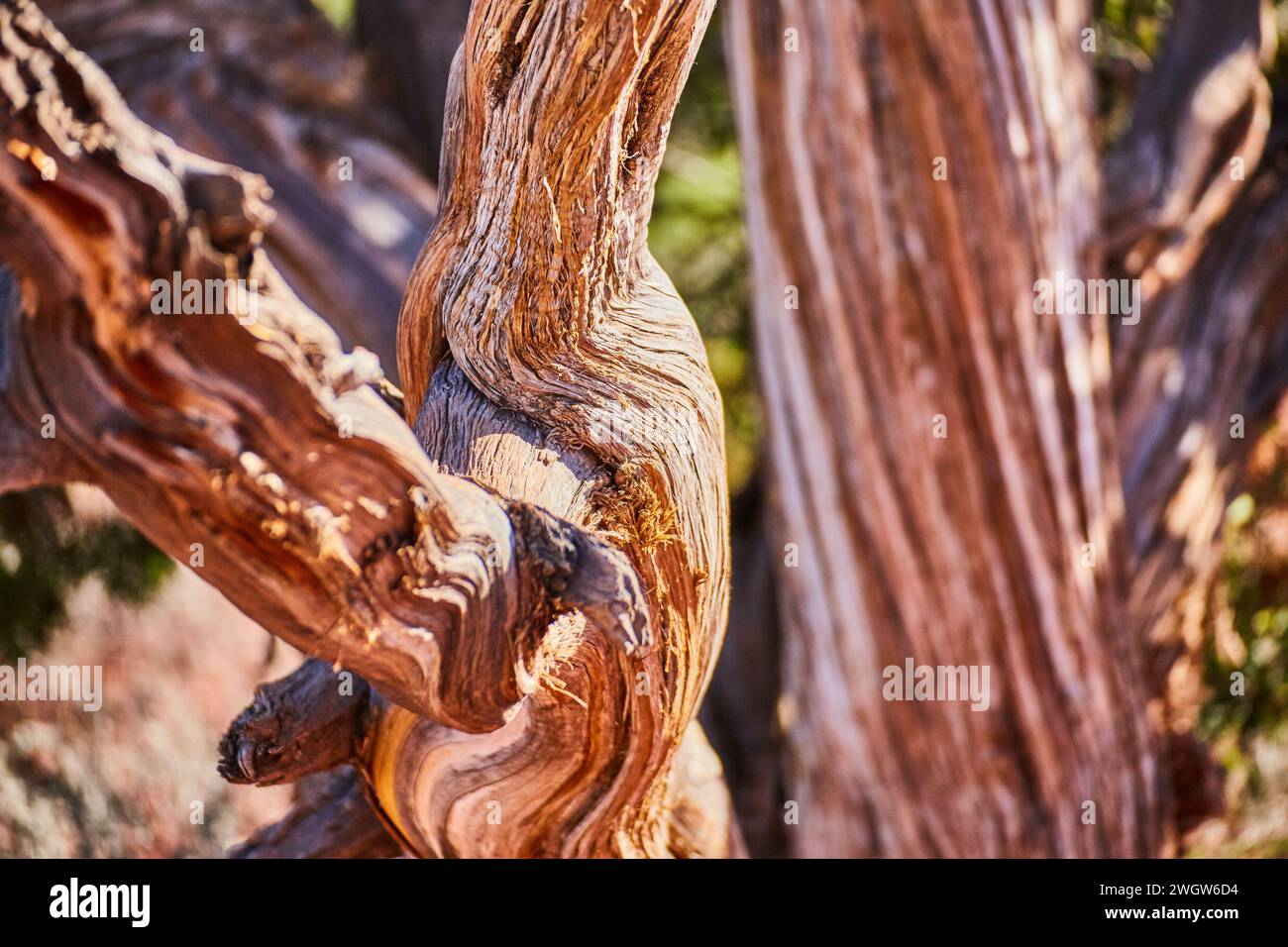 Gnarled Tree Trunk Textures in Natural Light - Sedona Close-Up Stock Photo - Alamy