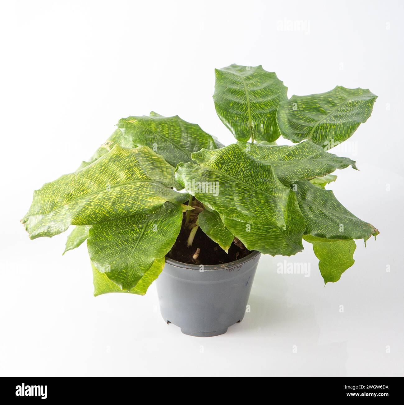 Calathea Musaica plant. Green leaves Calathea network flower in a pot ...