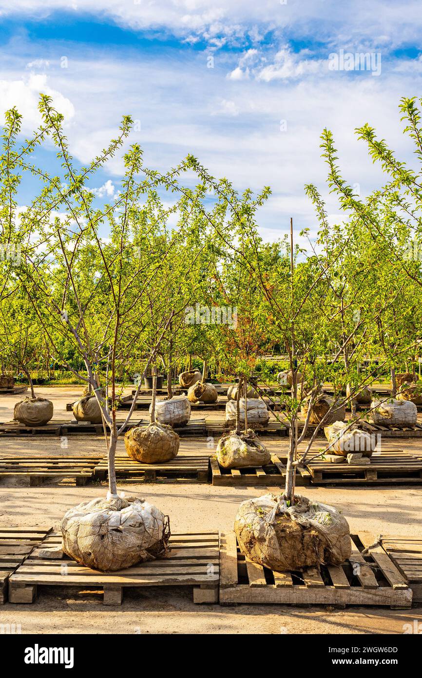 fruit tree seedling sold in a plant nursery. sale of seedlings in a ...