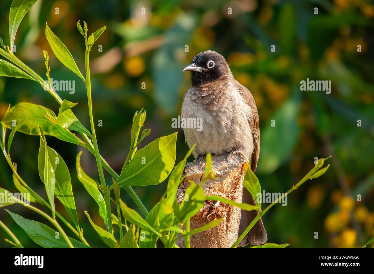 White-spectacled Bulbul on a branch. Pycnonotus xanthopygos Stock Photo ...