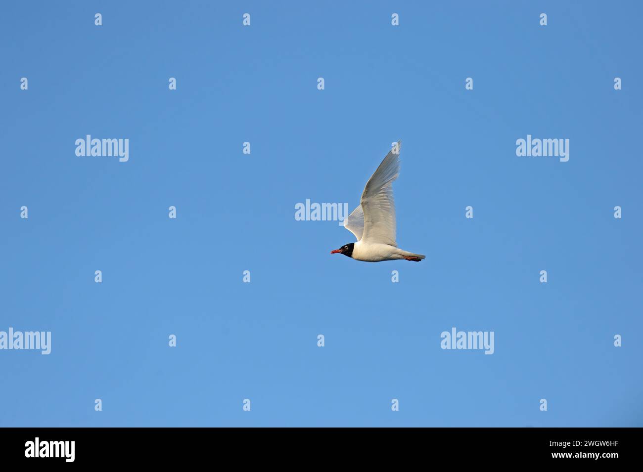 A red-billed seagull flying in the sky. Mediterranean Gull, Ichthyaetus ...