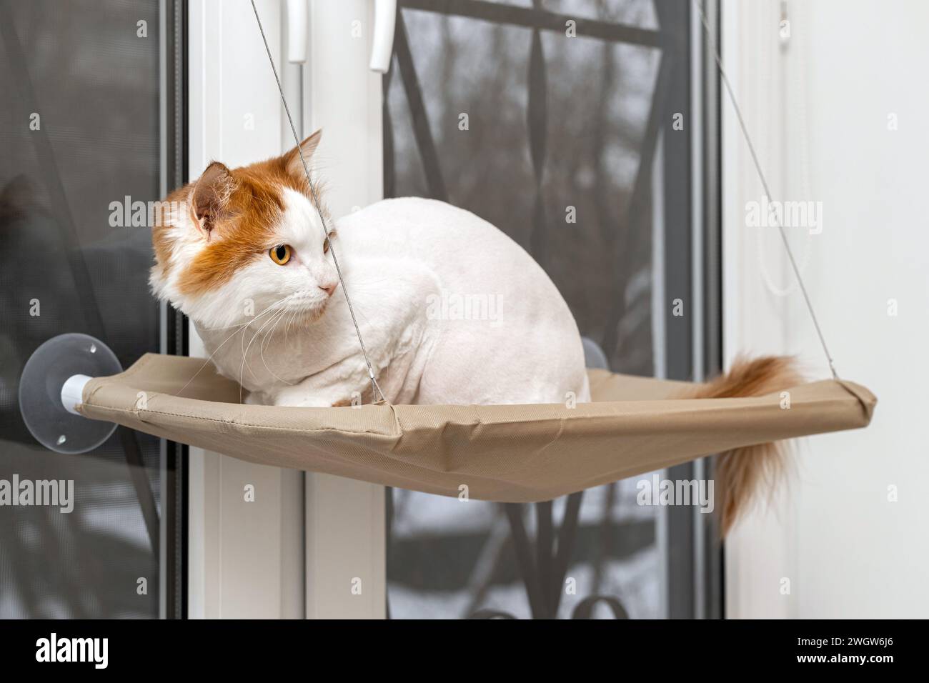 domestic cat lies in a hanging bed. hanging cat bed installed on the ...