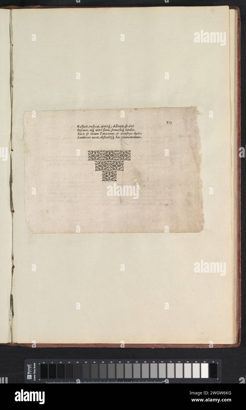 Fig. 60 'De Tanaceto' in the Boodts Herbarium from 1640, Anselmus ...