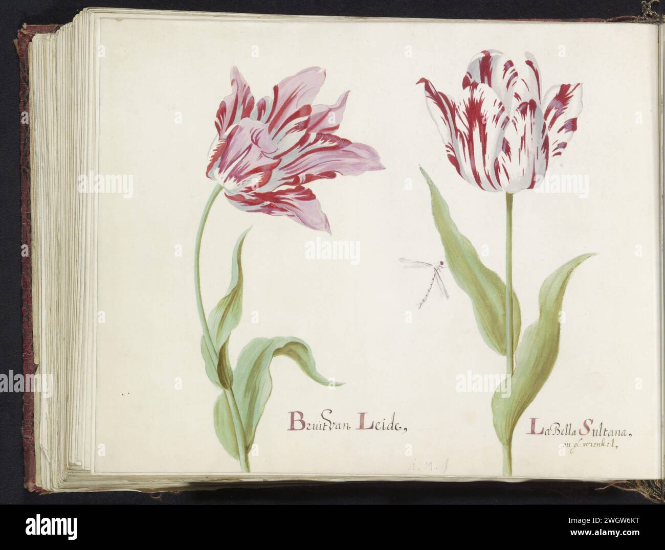 Dragon tulip hi-res stock photography and images - Alamy