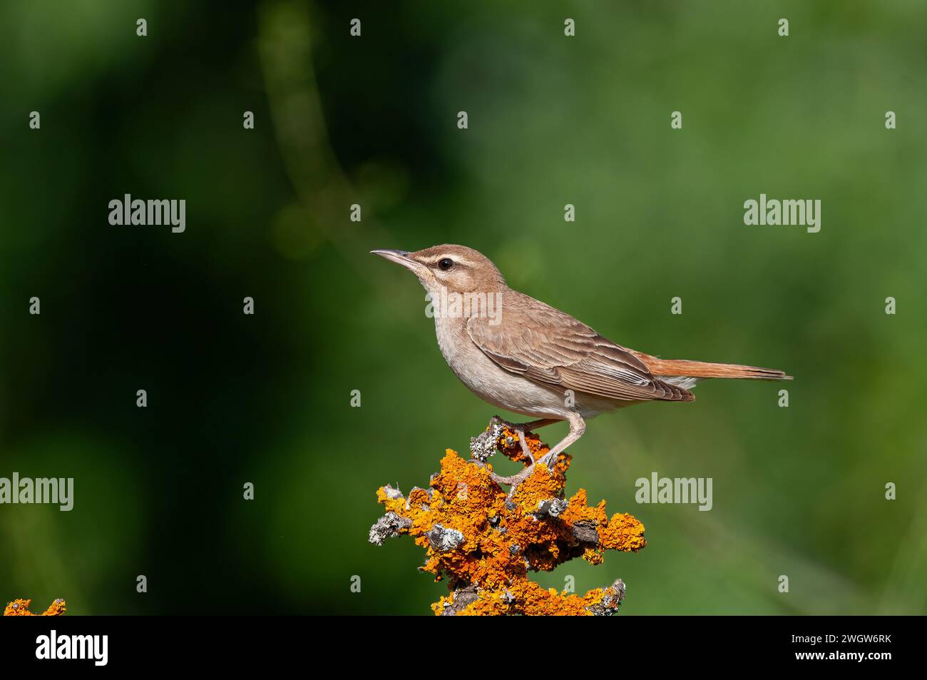 Rufous-tailed Scrub Robin on lichen branch. Cercotrichas galactotes ...