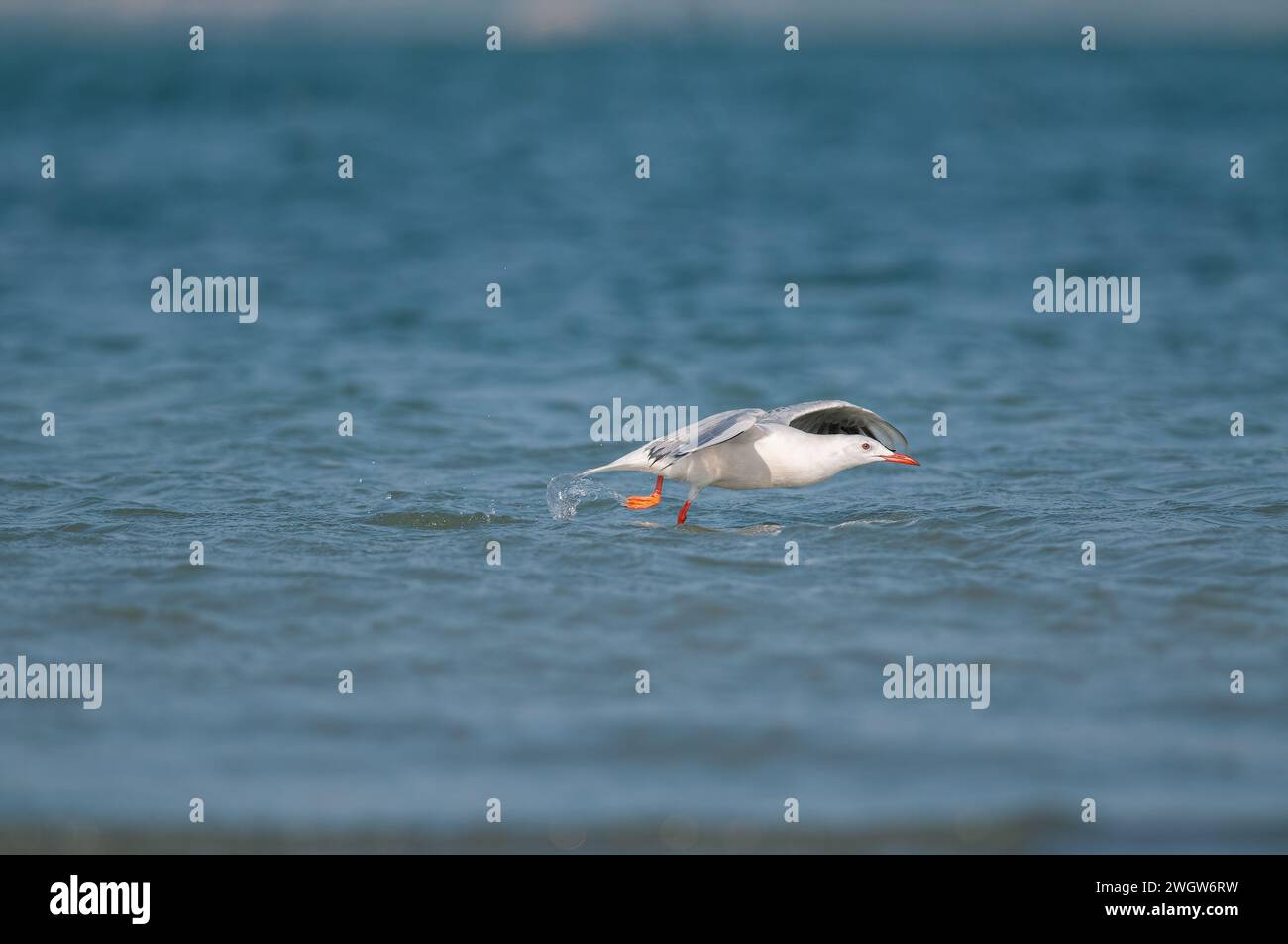 Seagull running on the water. Slender-billed Gull. Chroicocephalus ...