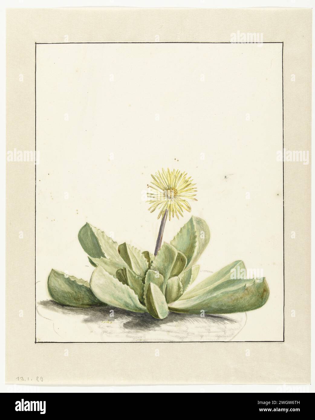 Flowering Mesembryanthemum, Laurens Vincentsz. van der Vinne, 1668 ...