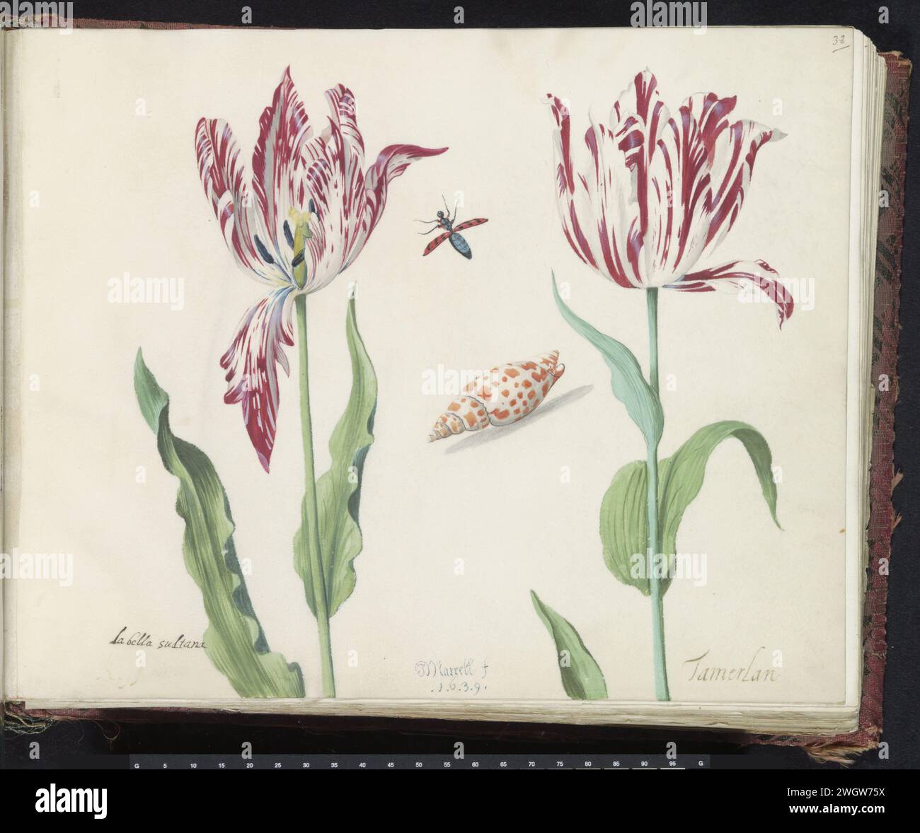 Two tulips with shell and flying beetle, Jacob Marrel, 1639 drawing The ...