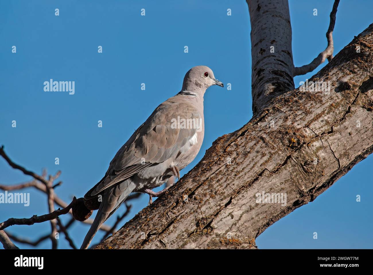 A gray bird on a tree branch. Eurasian Collared Dove. Latin name ...