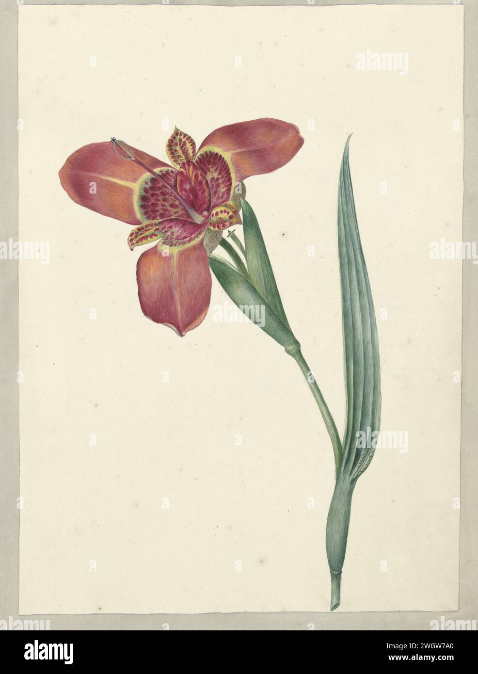 Bloem with the name Ferraria Tigrina, C.J. Kruimel, 1817 drawing paper ...