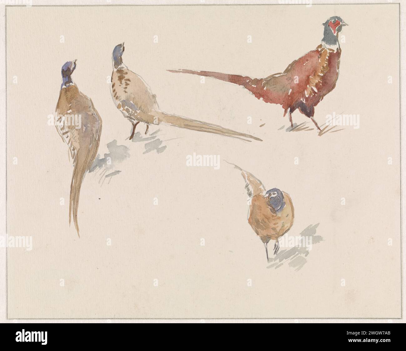 Four pheasants, Jan van Essen, 1864 - 1936 drawing paper. pencil ...