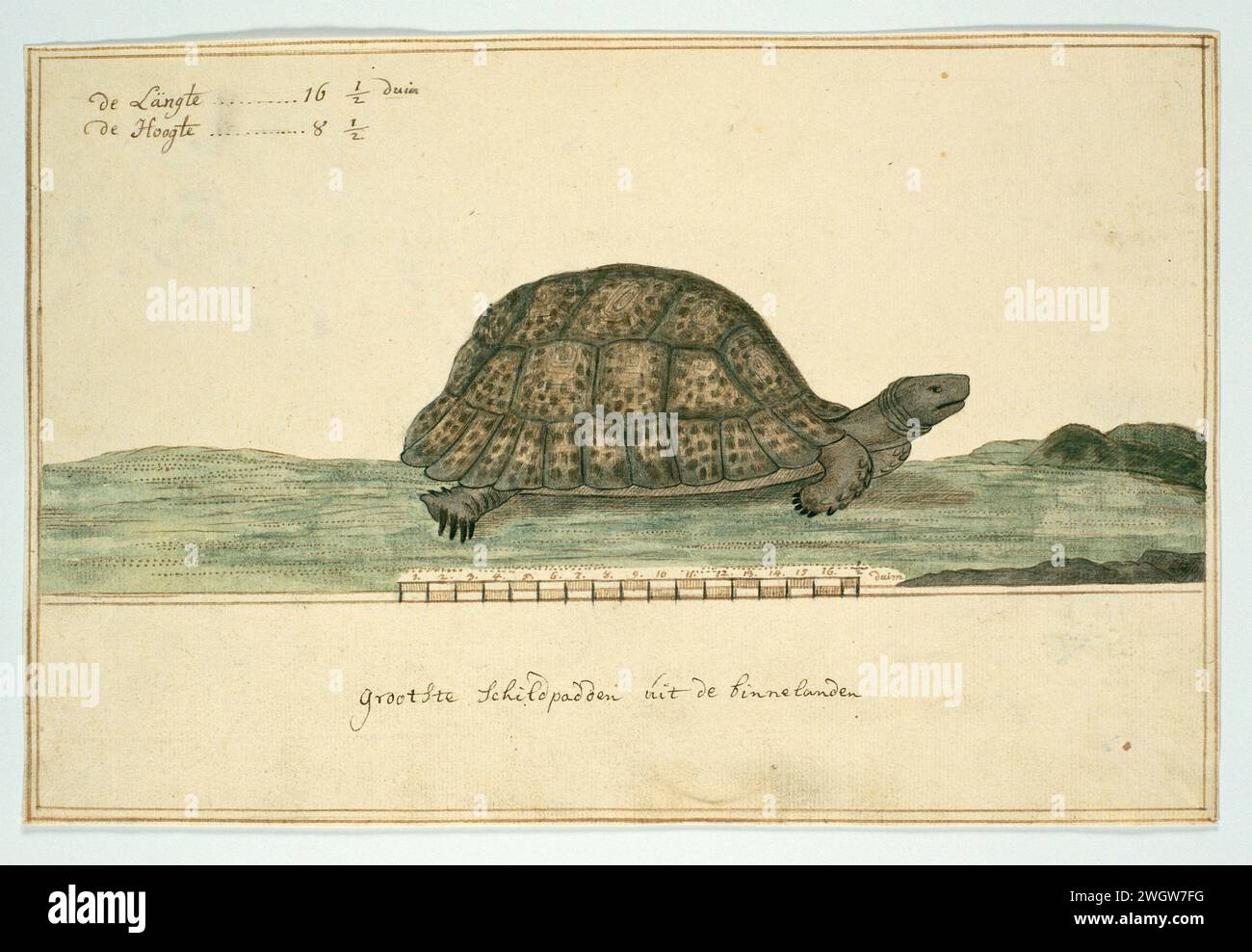 Testudo pardalis (Leopard tortoise), 1777 - 1786 drawing Large turtle ...