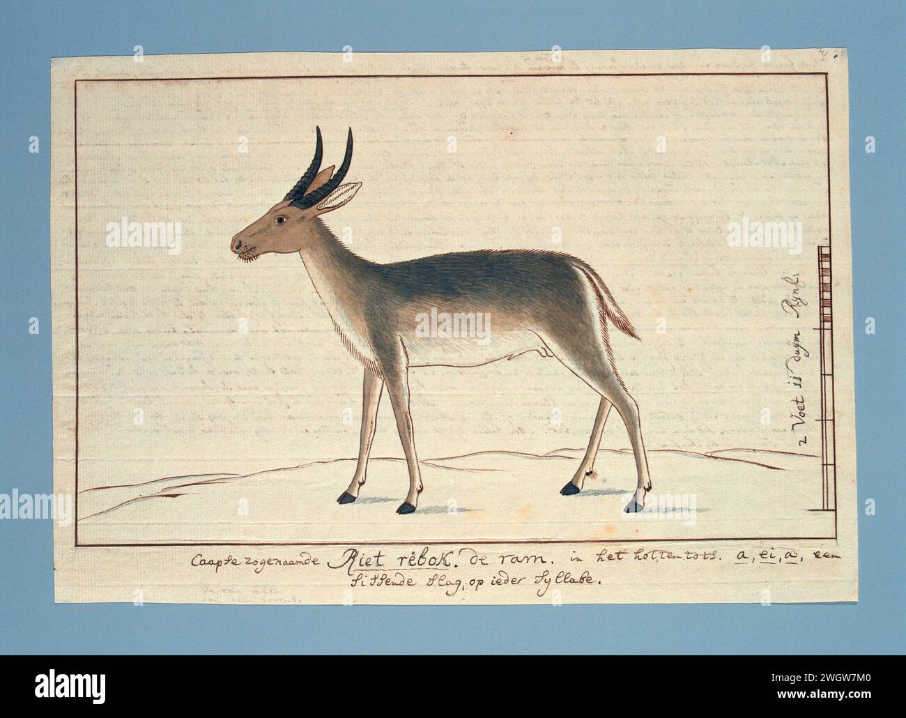 Formerly redunca fulvorufula hi-res stock photography and images - Alamy