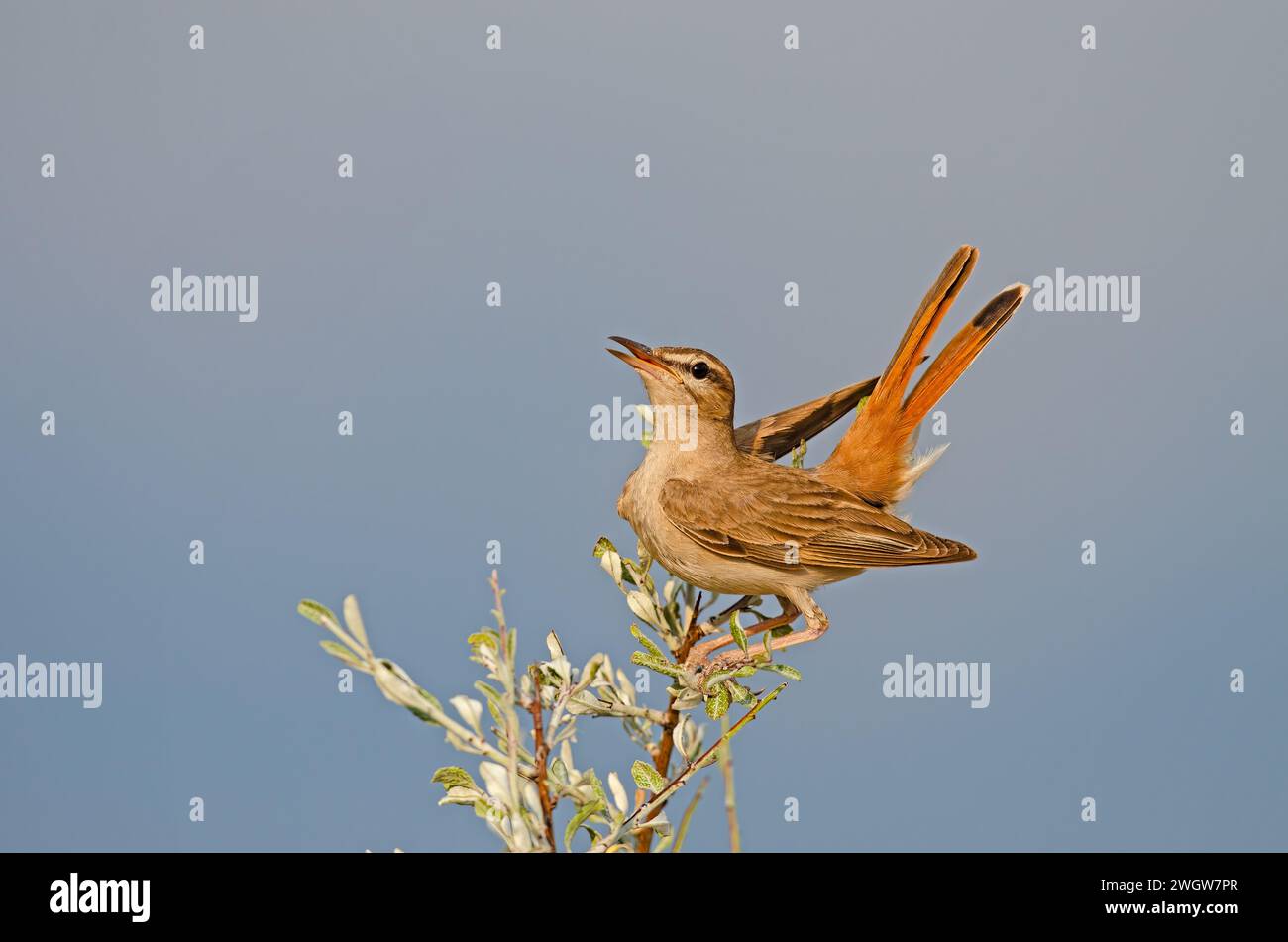 Rufous-tailed Scrub Robin on a branch. Cercotrichas galactotes Stock ...