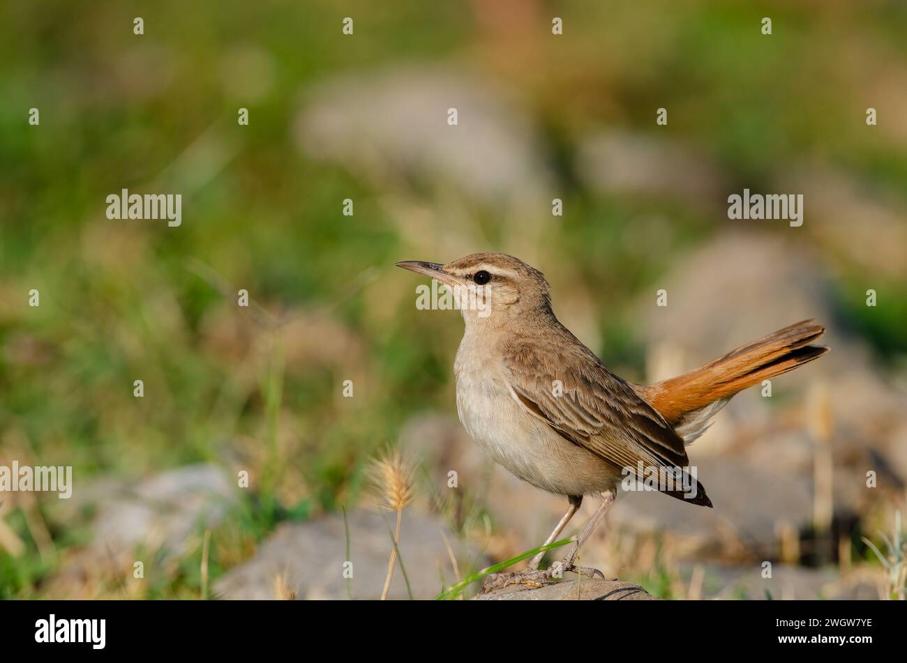 Rufous-tailed Scrub Robin on stone. Cercotrichas galactotes Stock Photo ...