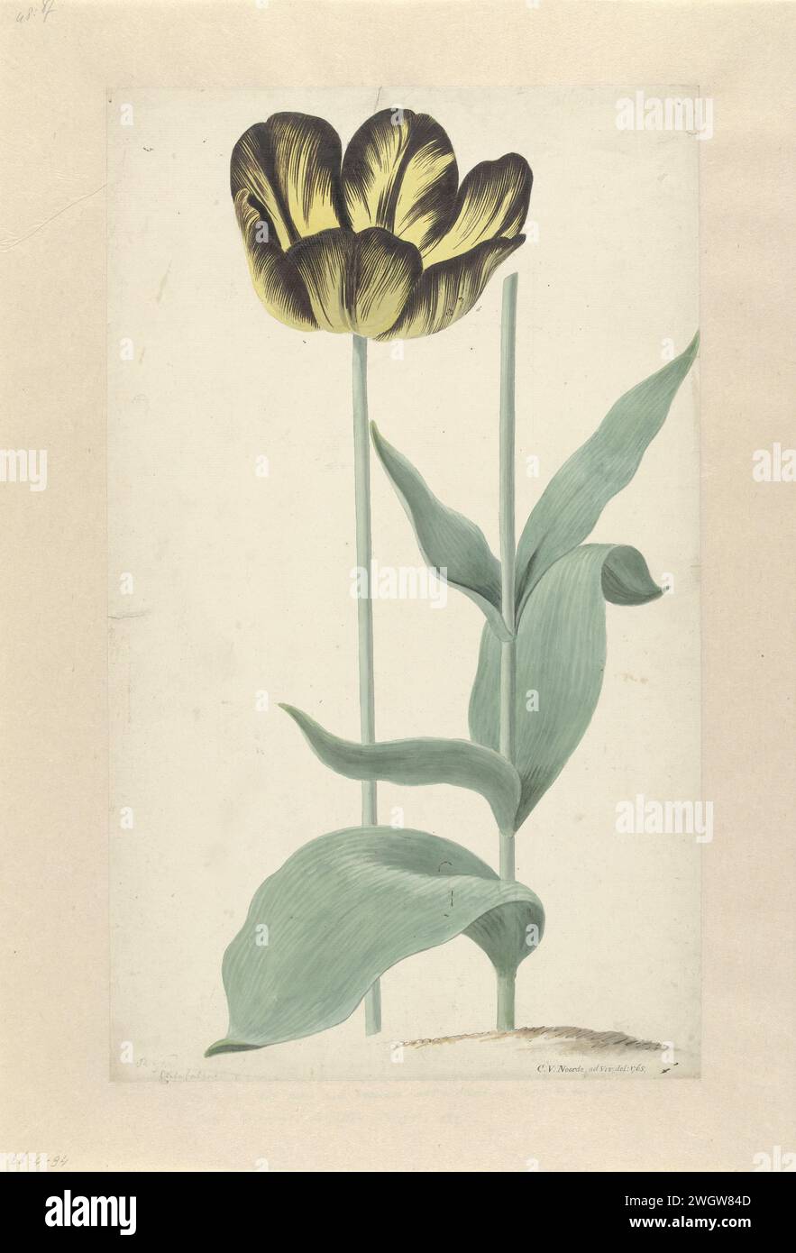 Tulip bizard catafalque hi-res stock photography and images - Alamy