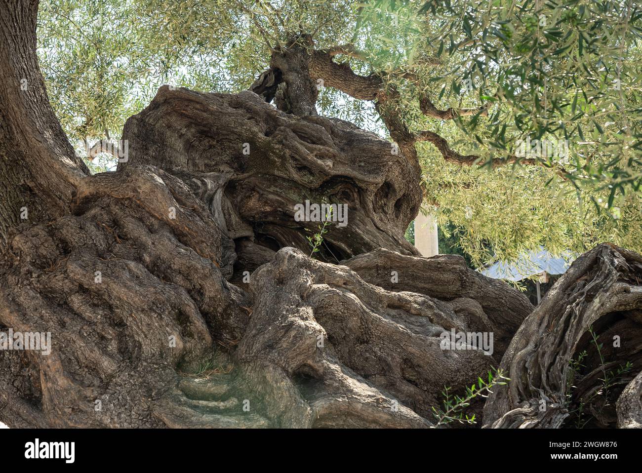 Old olive tree in the park in Greece. Olive grove in the countryside of ...