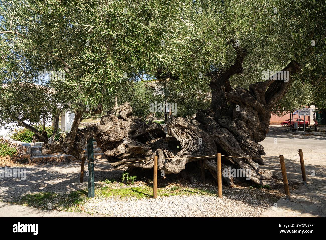 Old olive tree in the park in Greece. Olive grove in the countryside of ...
