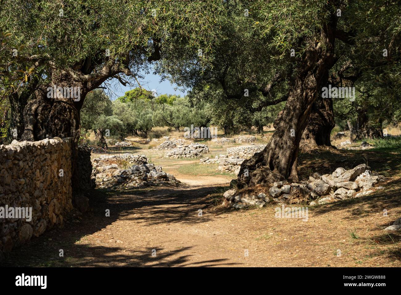 Old olive tree in the park in Greece. Olive grove in the countryside of ...