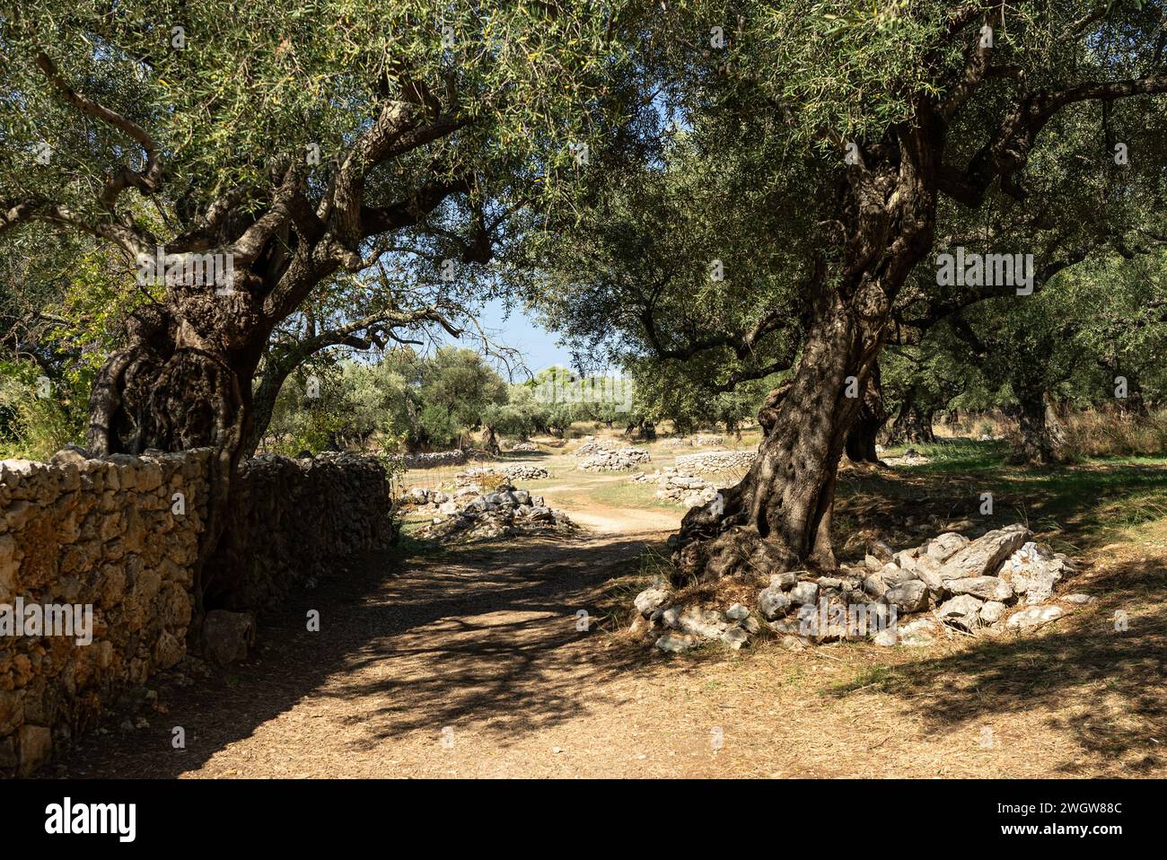 Old olive tree in the park in Greece. Olive grove in the countryside of ...