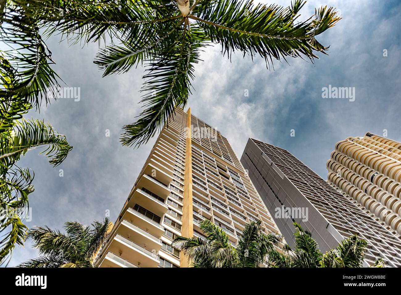 Tall palm trees tower hi-res stock photography and images - Alamy