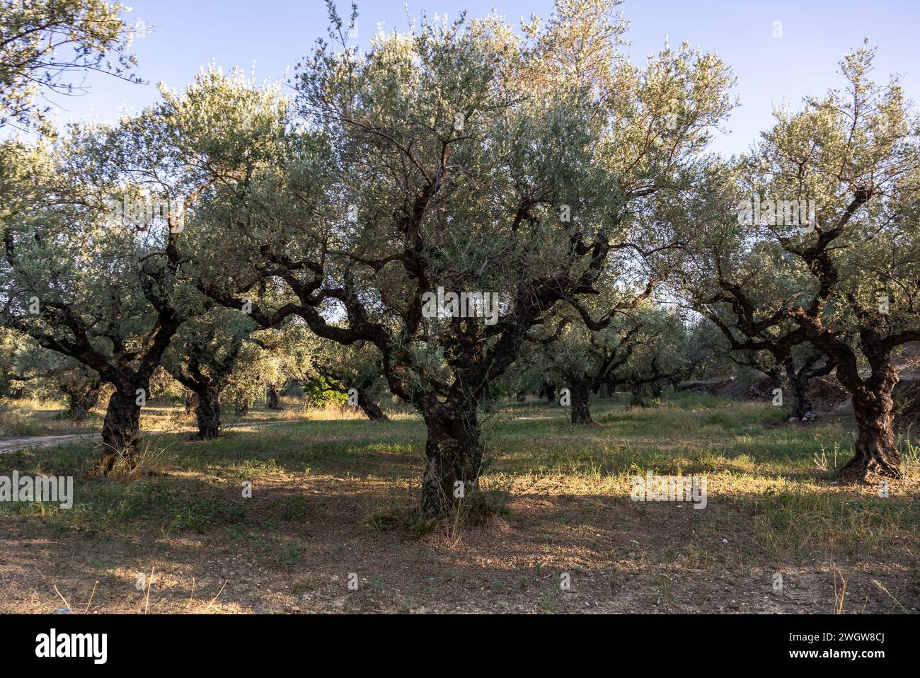 Old olive tree in the park in Greece. Olive grove in the countryside of ...