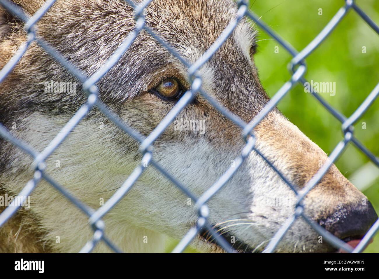 Contemplative Wolf Eye Through Fence at Wildlife Sanctuary Stock Photo ...