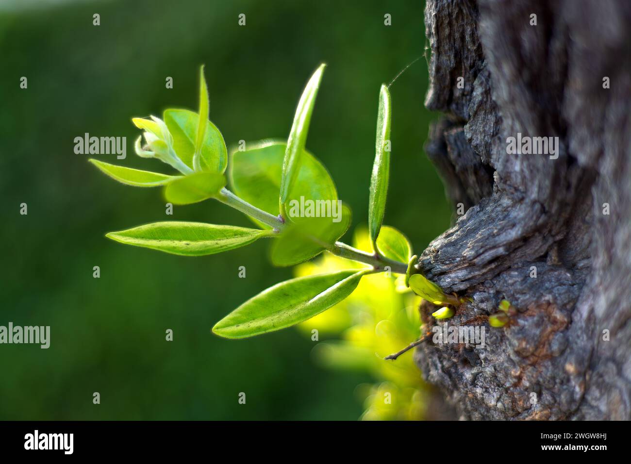 Small green branch emerging from tree trunk Stock Photo - Alamy