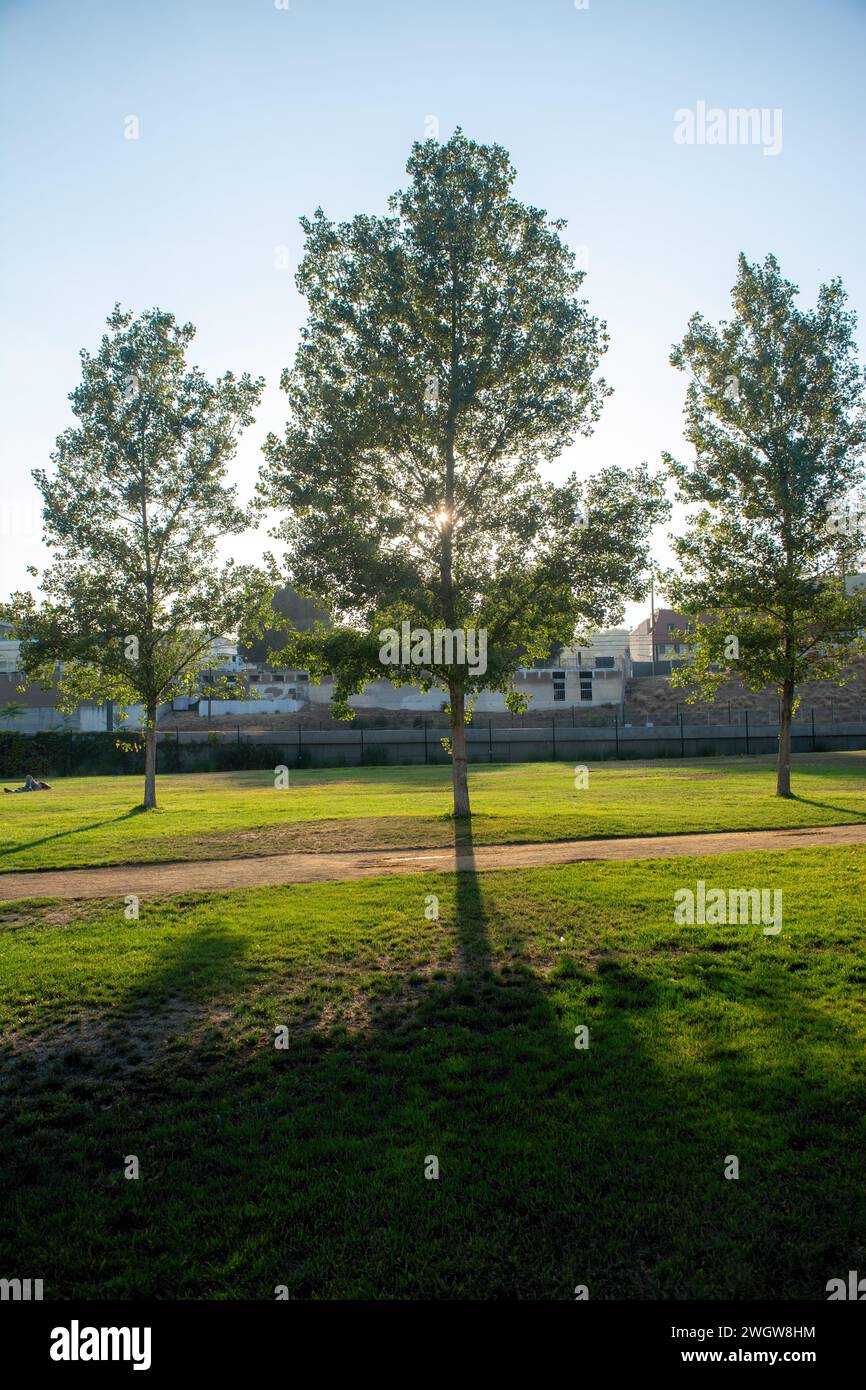 Sunlight filters through trees, illuminating a grassy field Stock Photo ...