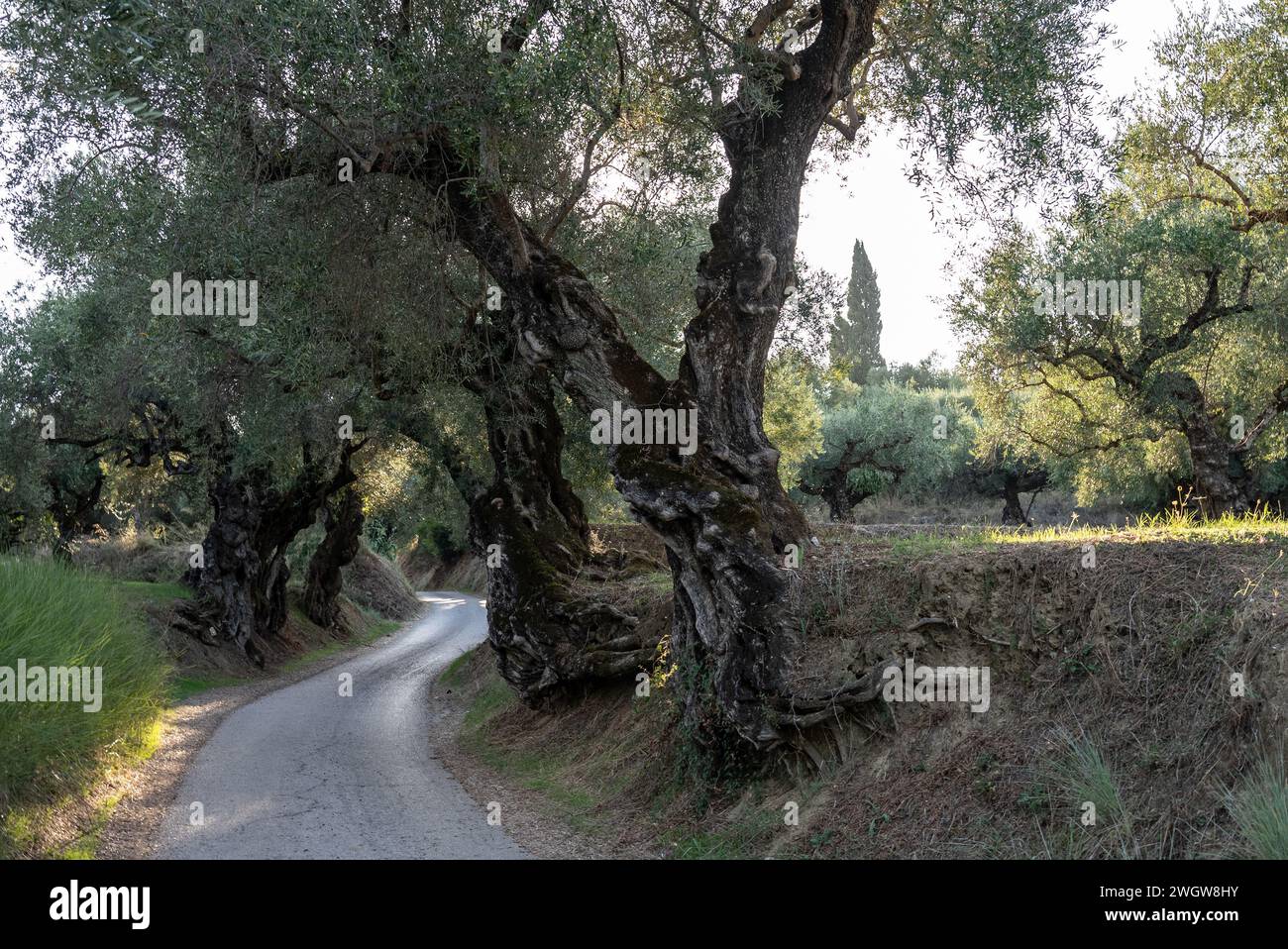Old olive tree in the park in Greece. Olive grove in the countryside of ...