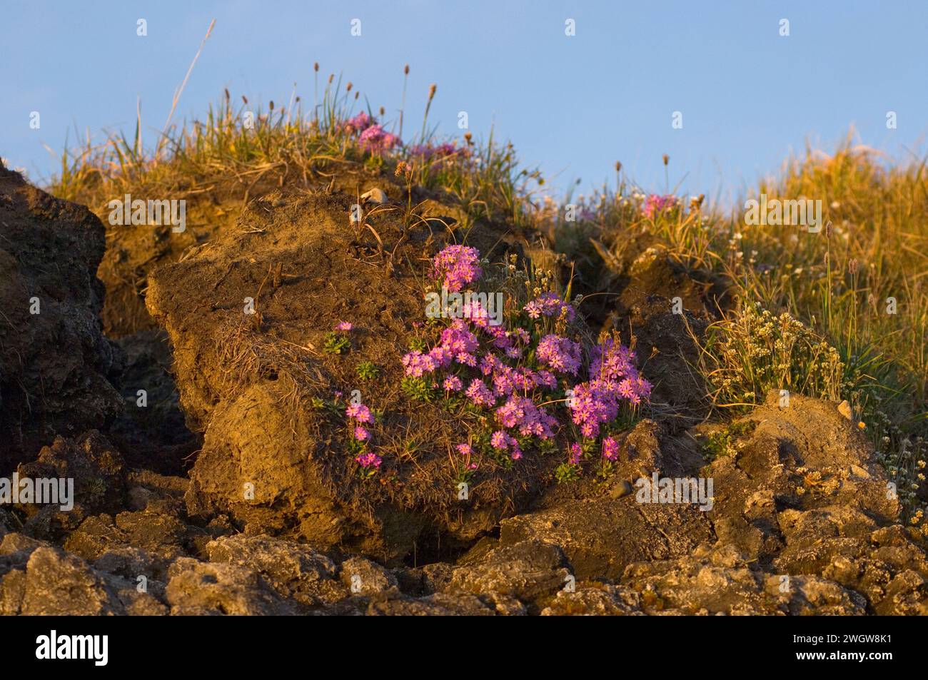 Alaska Dwarf-Primrose, Douglasia ochotensis, purple primrose flowering ...