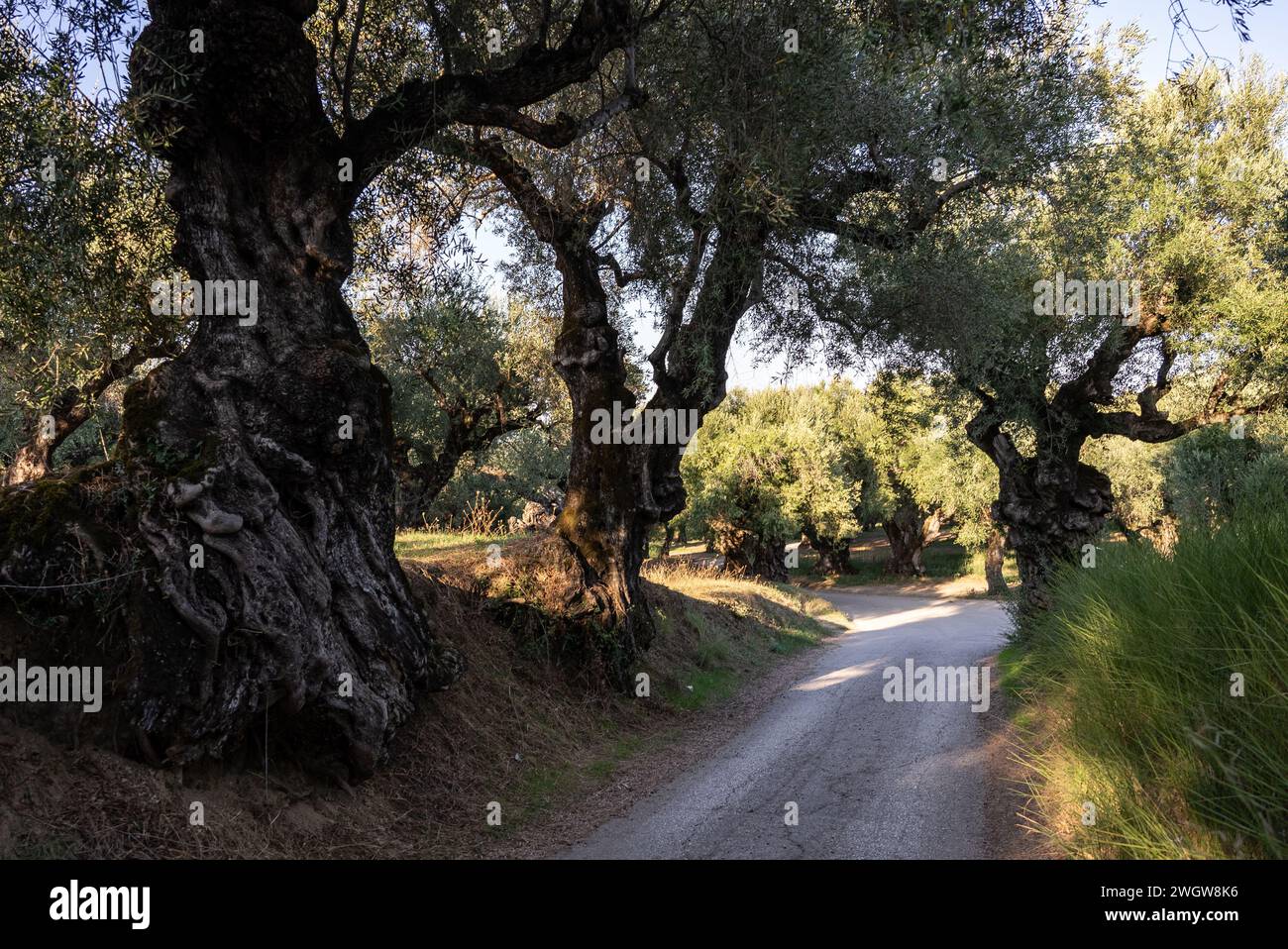 Old olive tree in the park in Greece. Olive grove in the countryside of ...