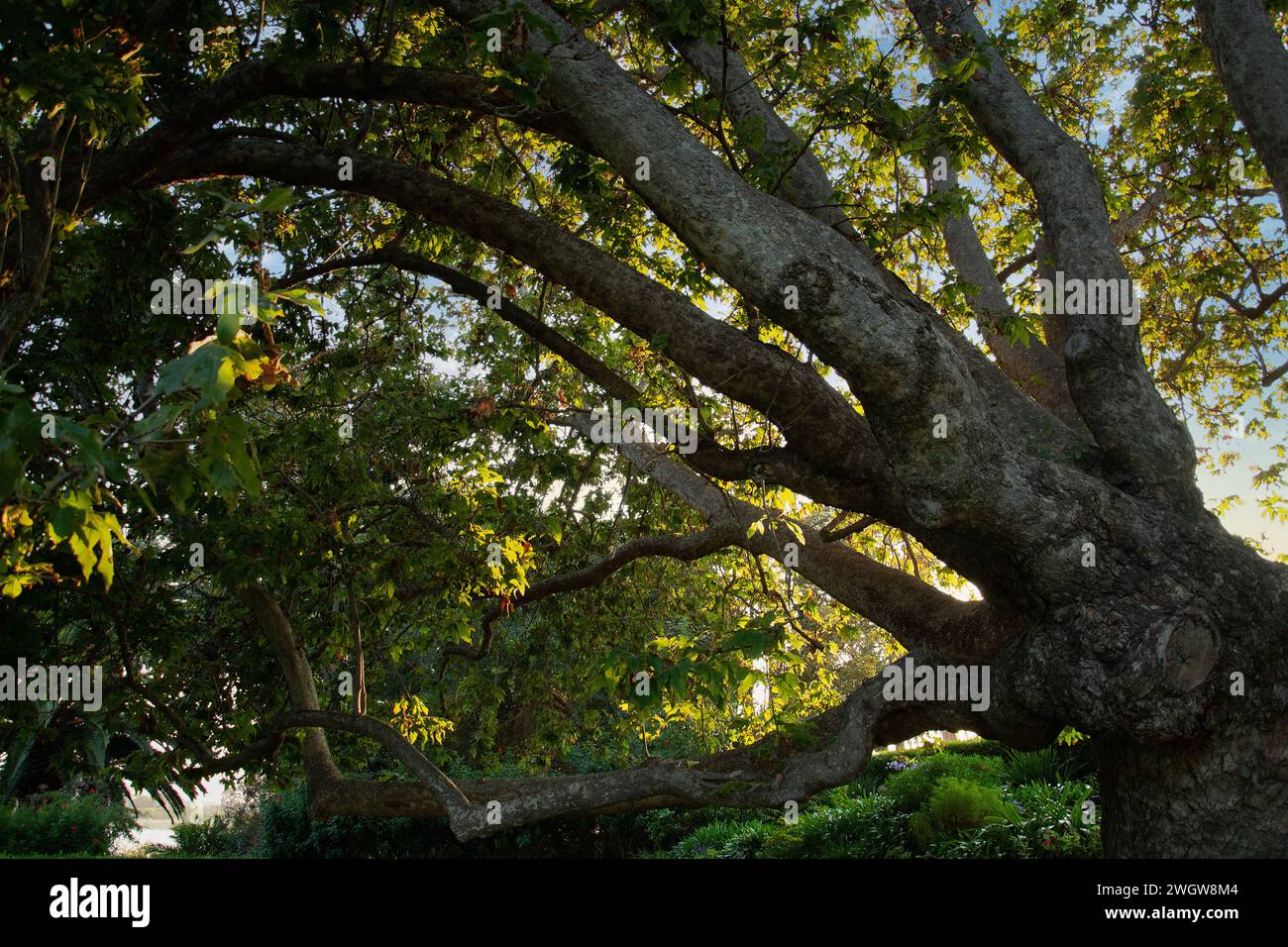 Bright sun behind tree with bench Stock Photo - Alamy