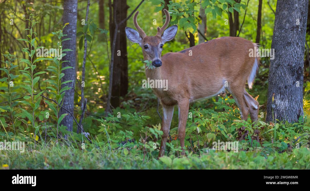 Whitetail buck feeding hi-res stock photography and images - Alamy