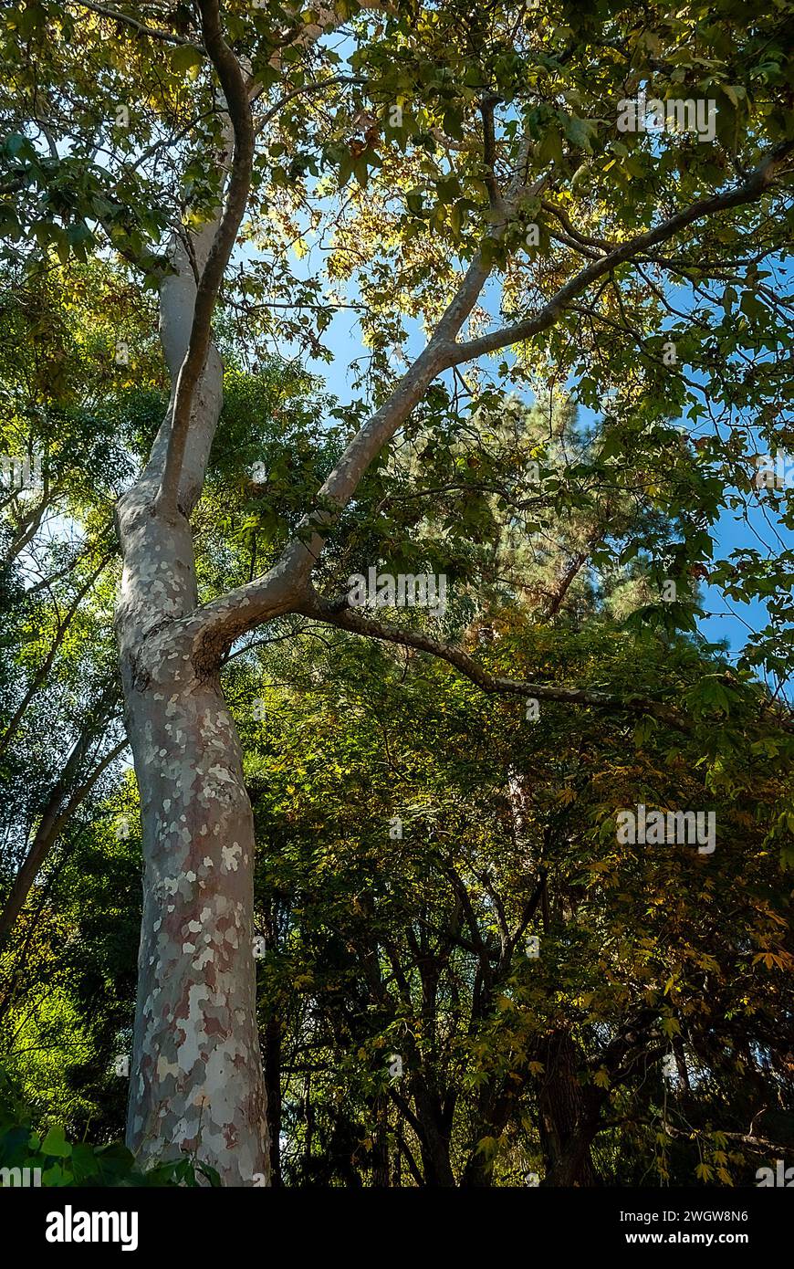 A vibrant tree with lush foliage reaching towards the blue sky on a ...