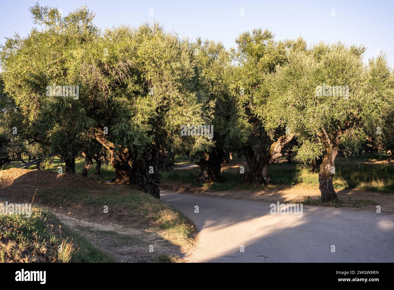 Old olive tree in the park in Greece. Olive grove in the countryside of ...