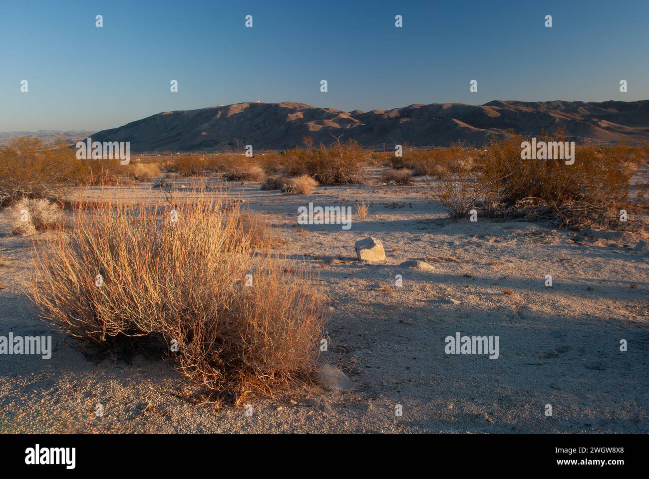 Cactus plant standing in desert field Stock Photo - Alamy