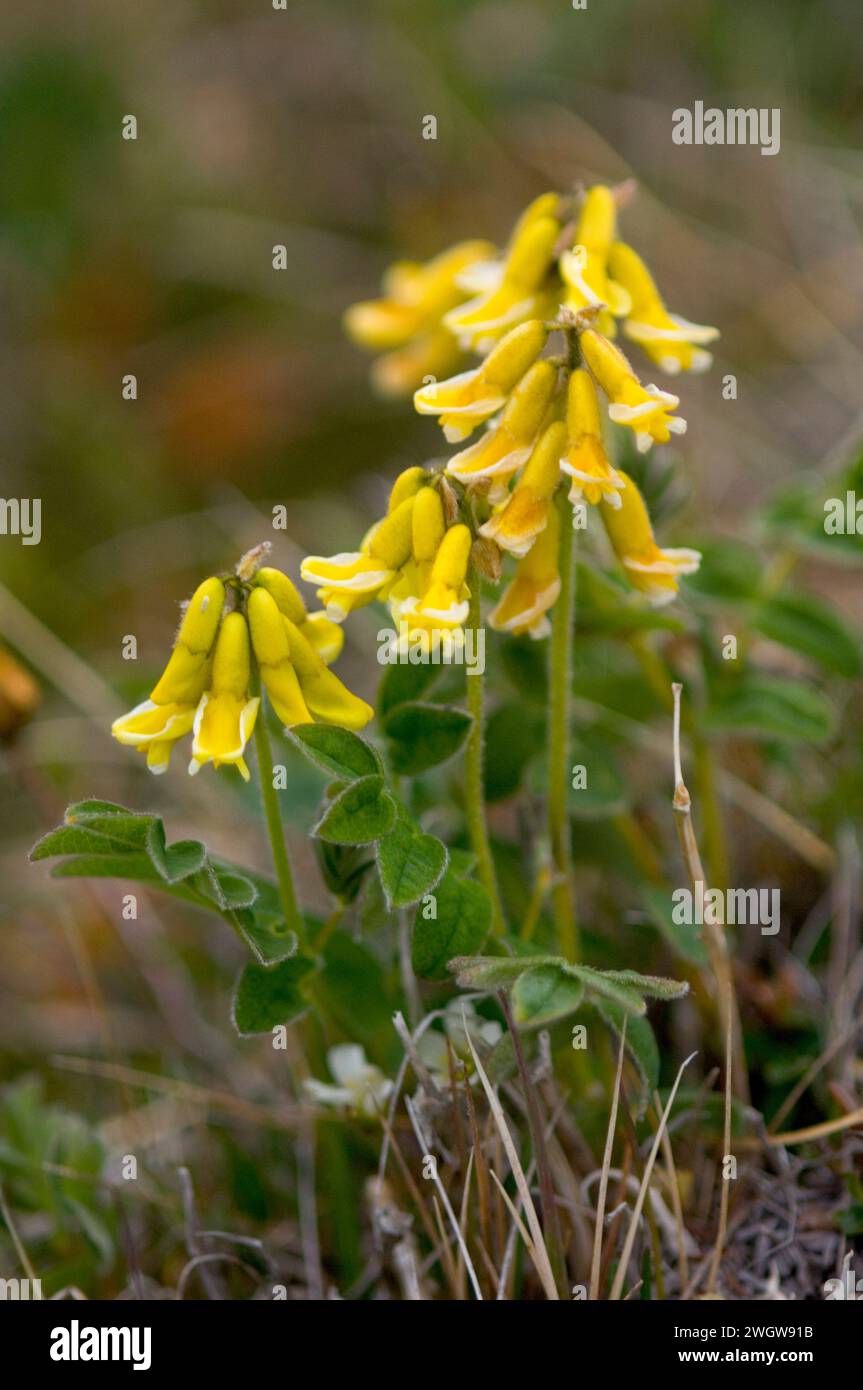 Tundra Milkvetch Astragalus Umbellatus flowering in the arctic tundra ...