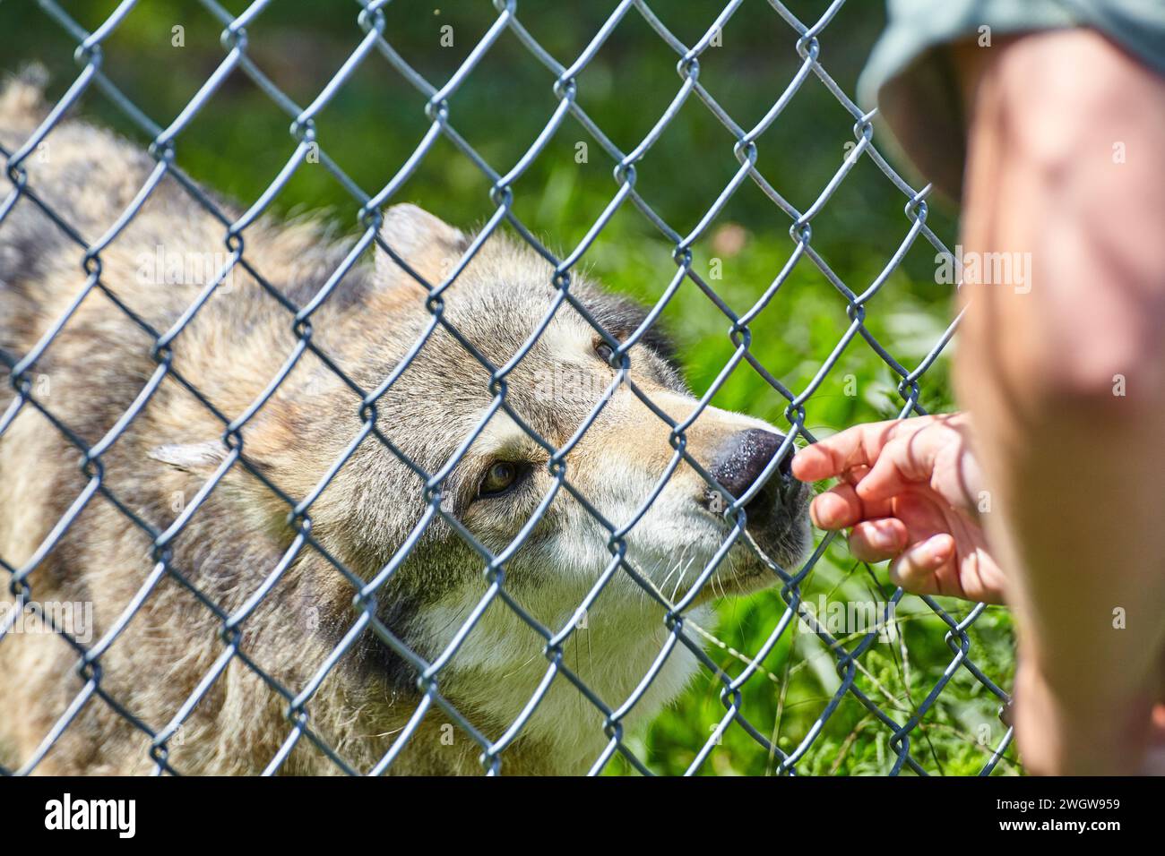 Animal sanctuary fence wolf hi-res stock photography and images - Alamy