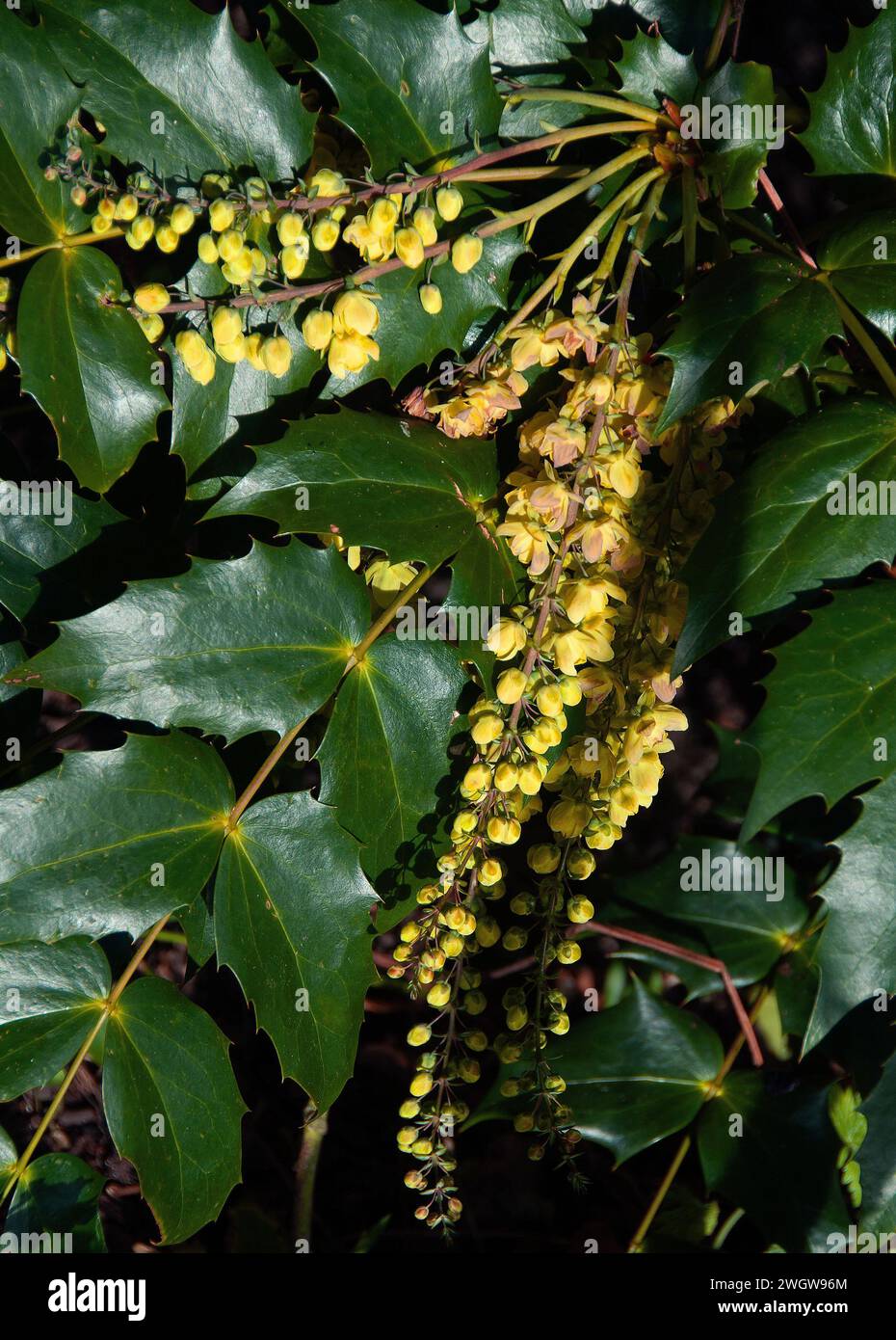 Mahonia shrub oregon grape charity winter flowering shrub pale yellow ...