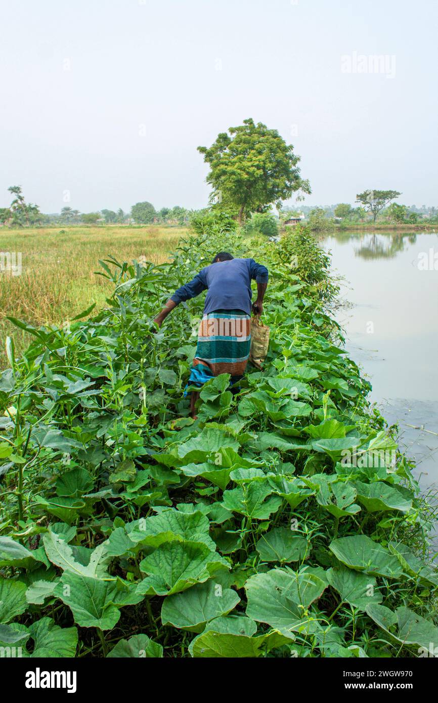 Bangladeshi farmers growing vegetables near a stream. Khulna ...