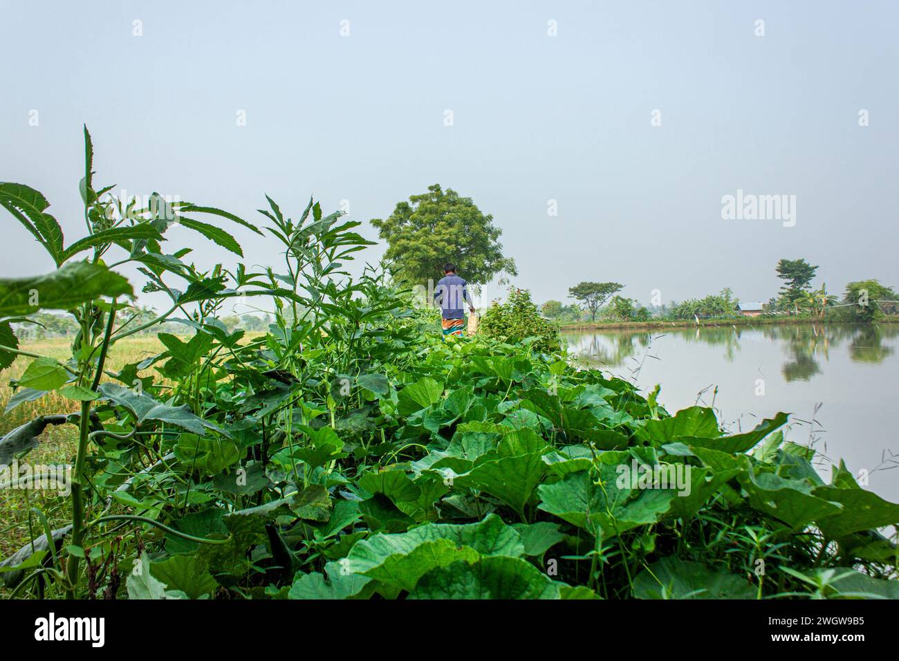 Bangladeshi vegetable cultivation hi-res stock photography and images ...