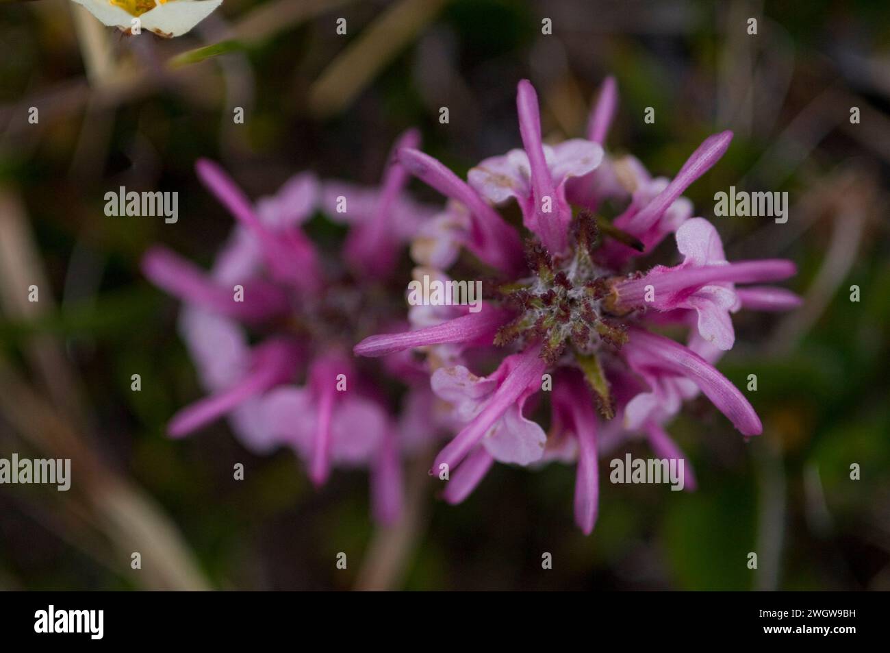 Whorled Lousewort wild flower flowering in the arctic tundra; Arctic ...